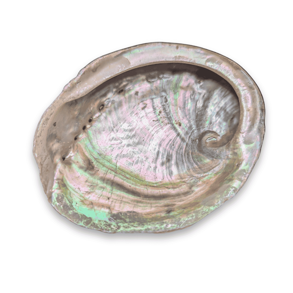 Abalone Shell for Smudging & Cleansing Rituals | Angelic Celestial ...